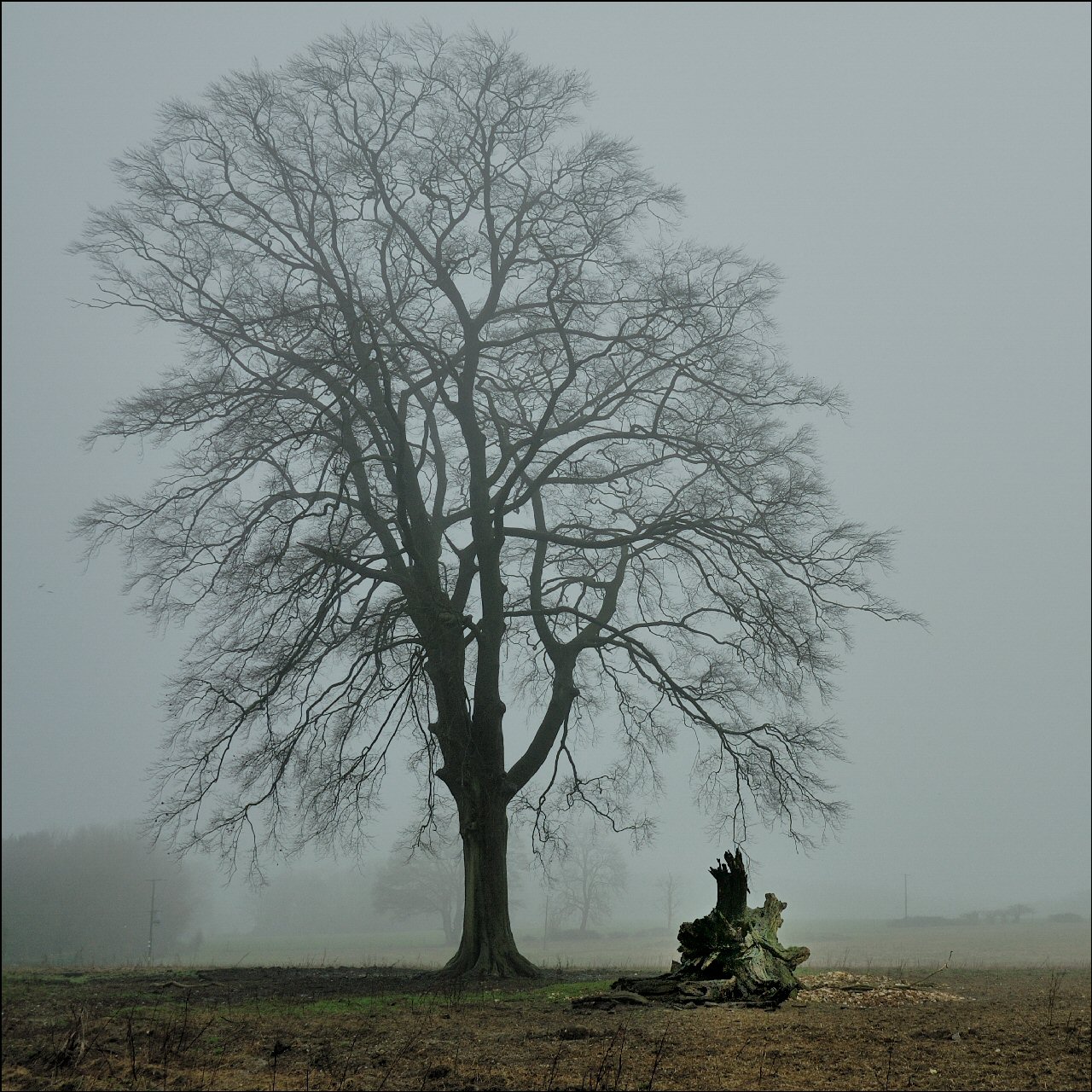 HCS and the Havant Tree Wardens kick-off a new joint project – Havant ...